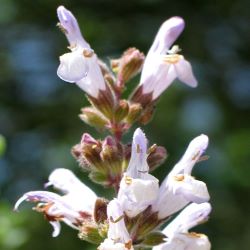 Plant-Pages/salvia